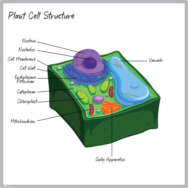 Plant Cell 84cm Square - Dry Wipe