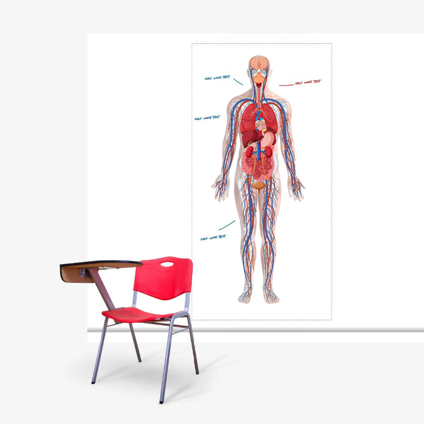 Anatomy Organs & Blood Flow Life size Low Tac Sticker - Dry Wipe